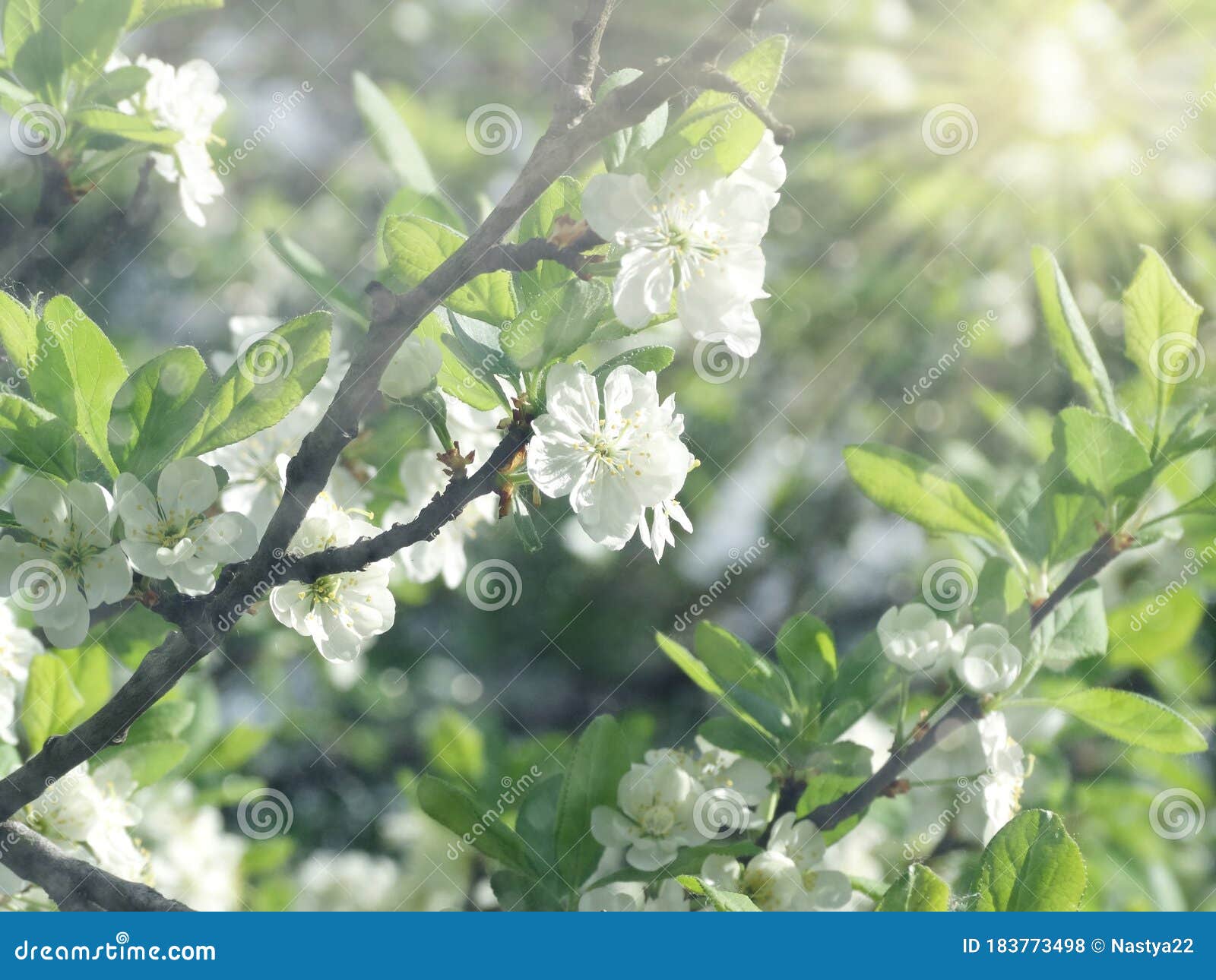 Spring Background of Flowering Tree and Leaves Stock Photo - Image of ...
