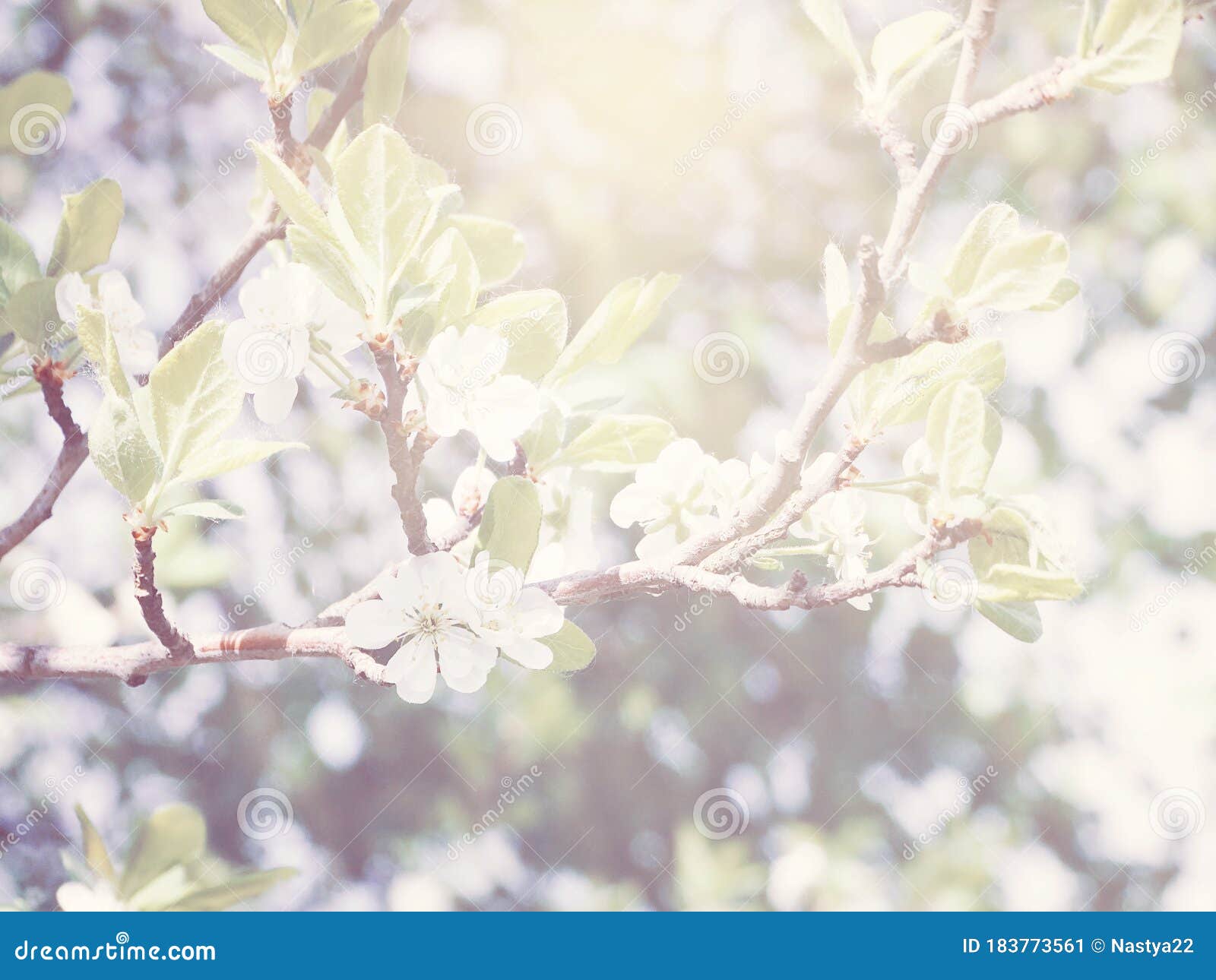 Spring Background of Flowering Tree and Leaves Stock Image - Image of ...
