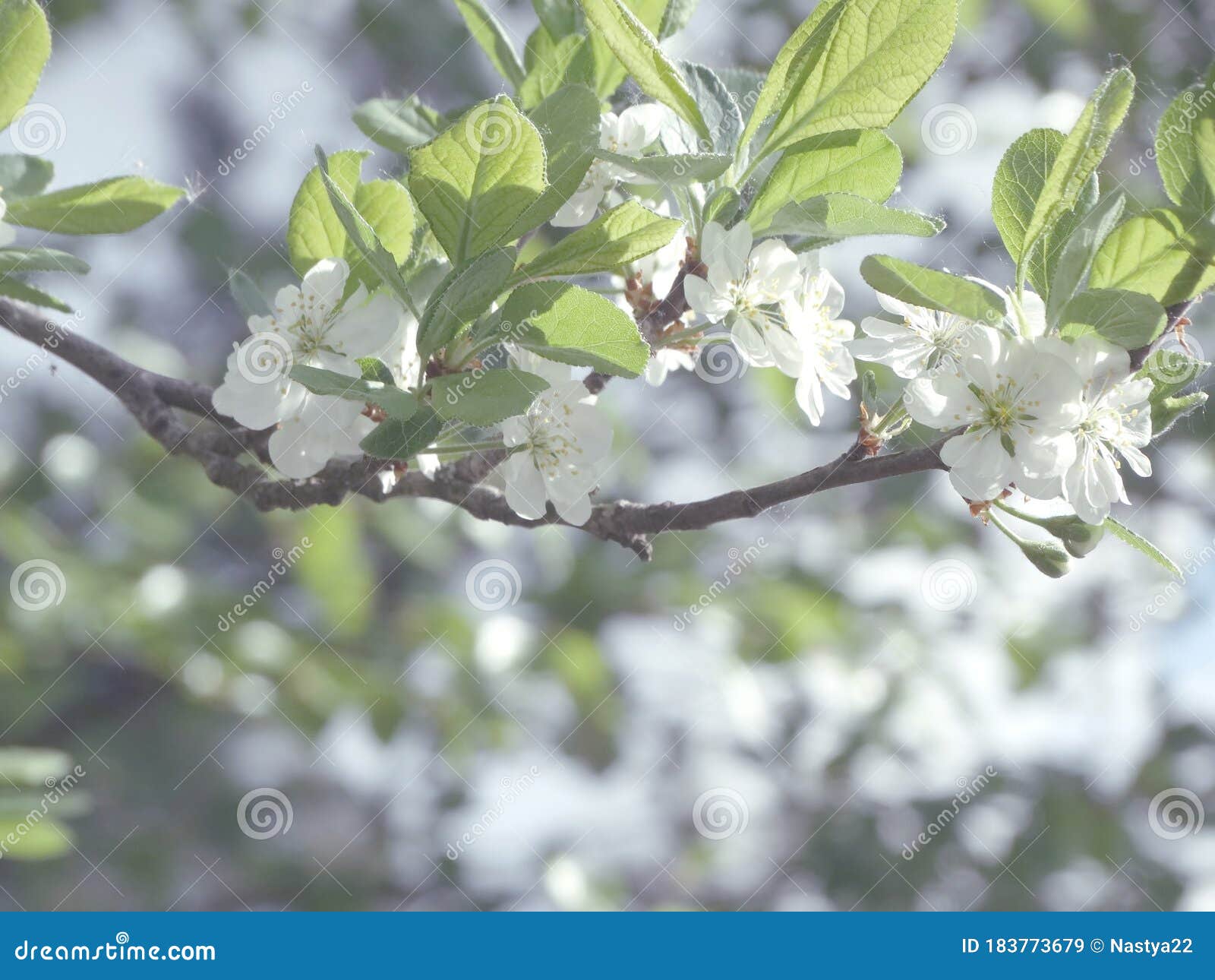 Spring Background of Flowering Tree and Leaves Stock Image - Image of ...