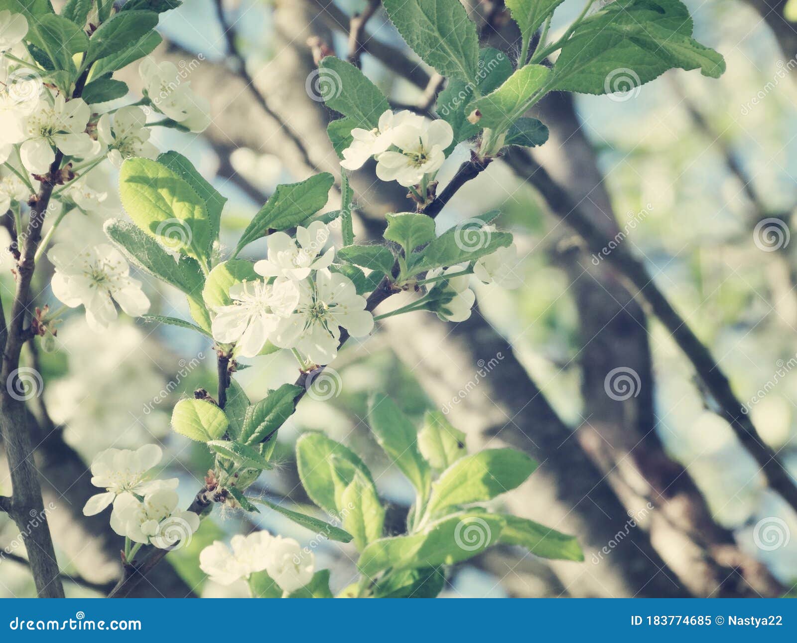 Spring Background of Flowering Tree and Leaves Stock Image - Image of ...