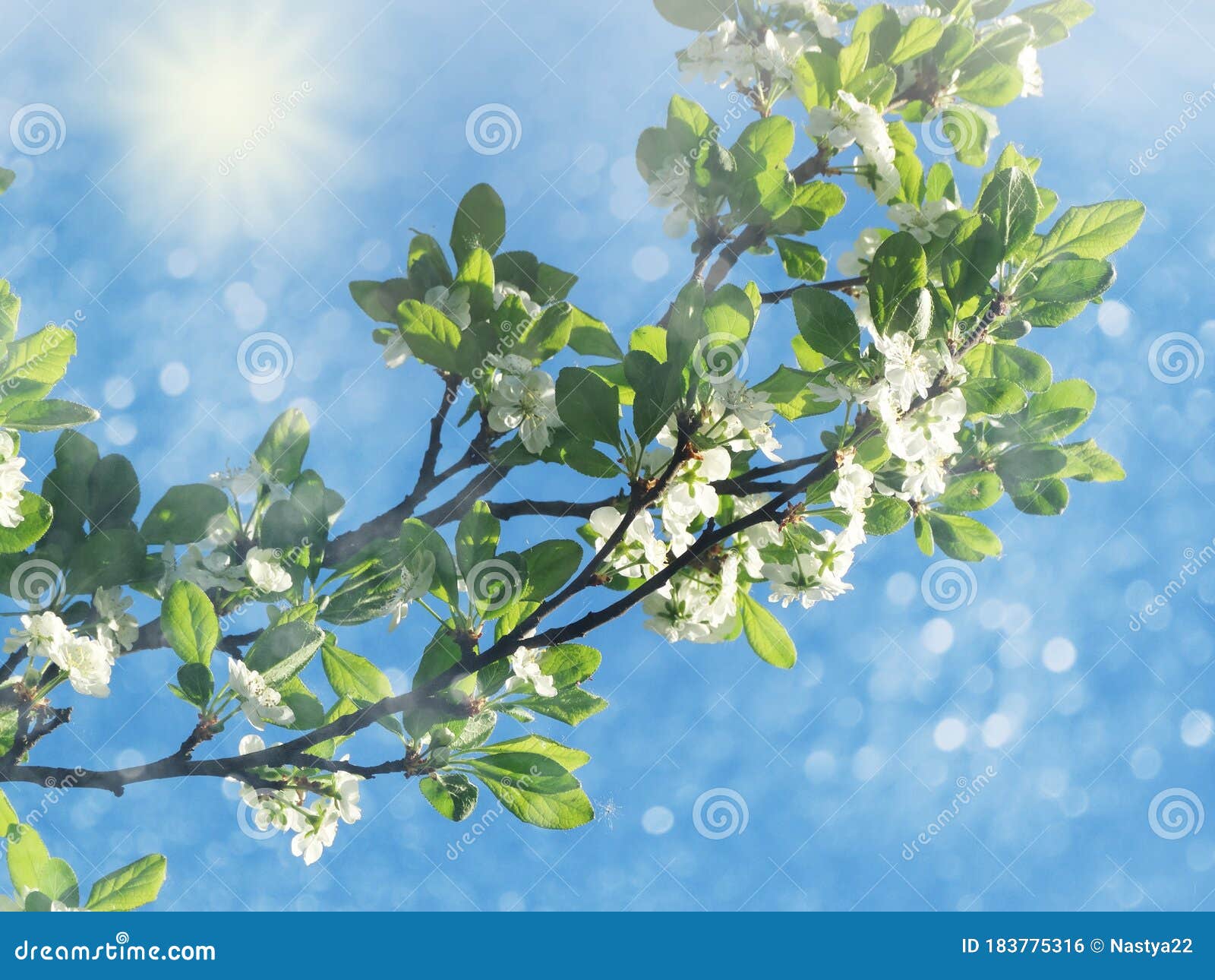 Spring Background of Flowering Tree and Leaves Stock Photo - Image of ...