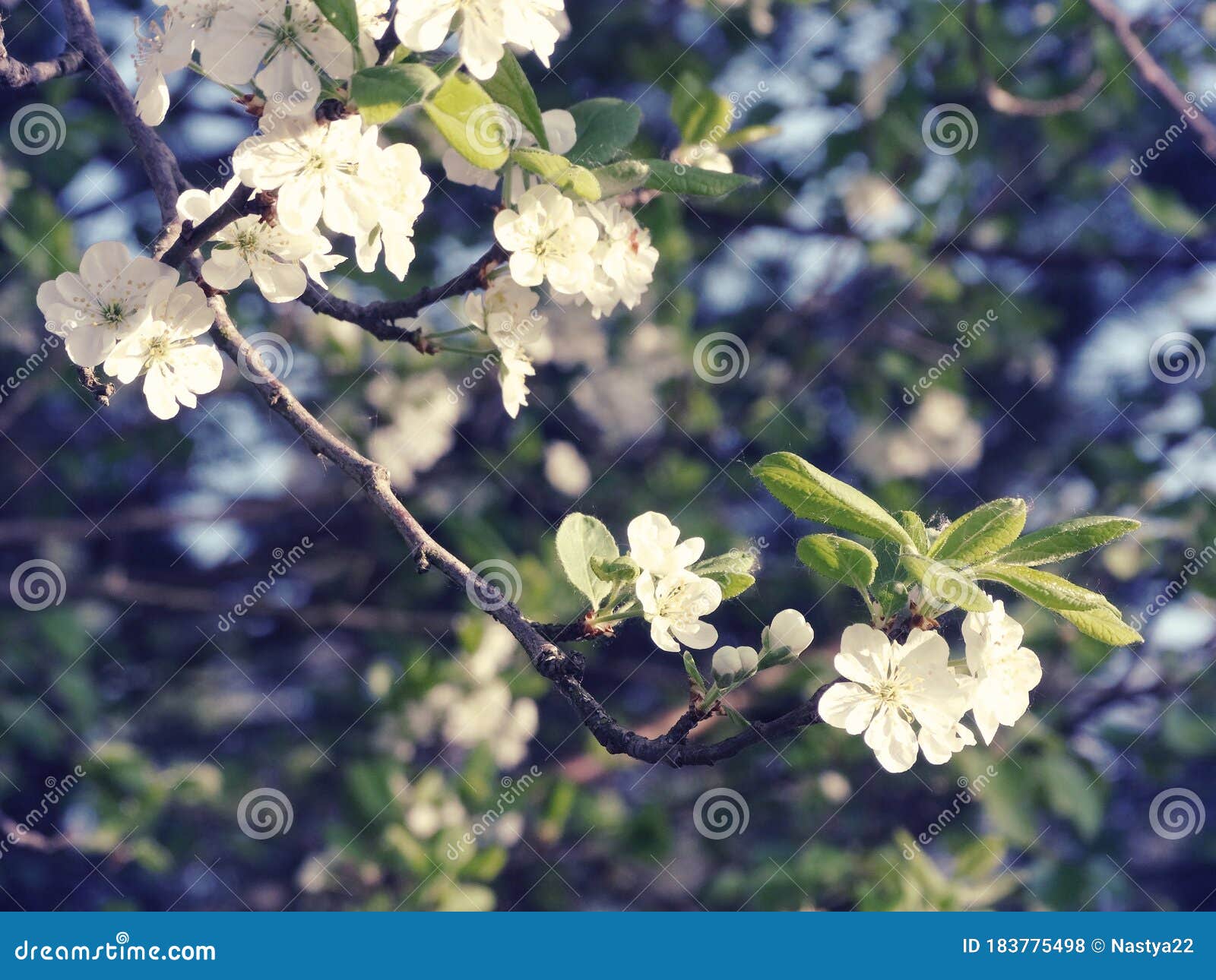 Spring Background of Flowering Tree and Leaves Stock Photo - Image of ...