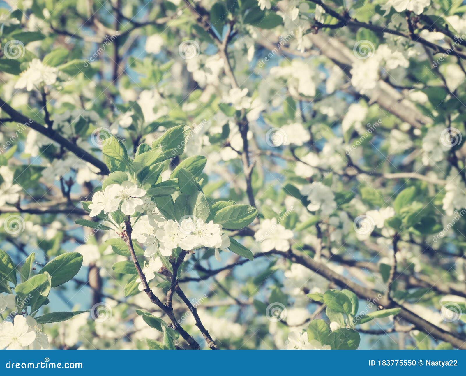 Spring Background of Flowering Tree and Leaves Stock Photo - Image of ...
