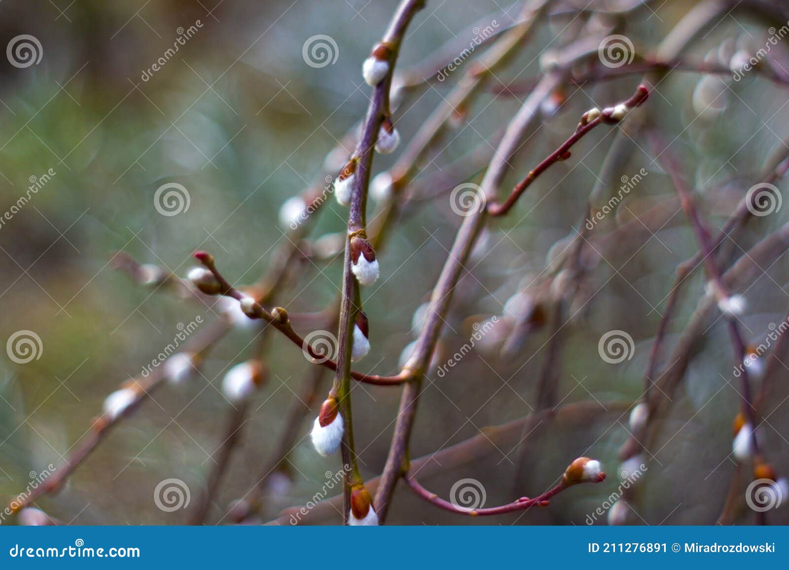 Spring Background with Flowering Willow Branches Stock Image - Image of ...