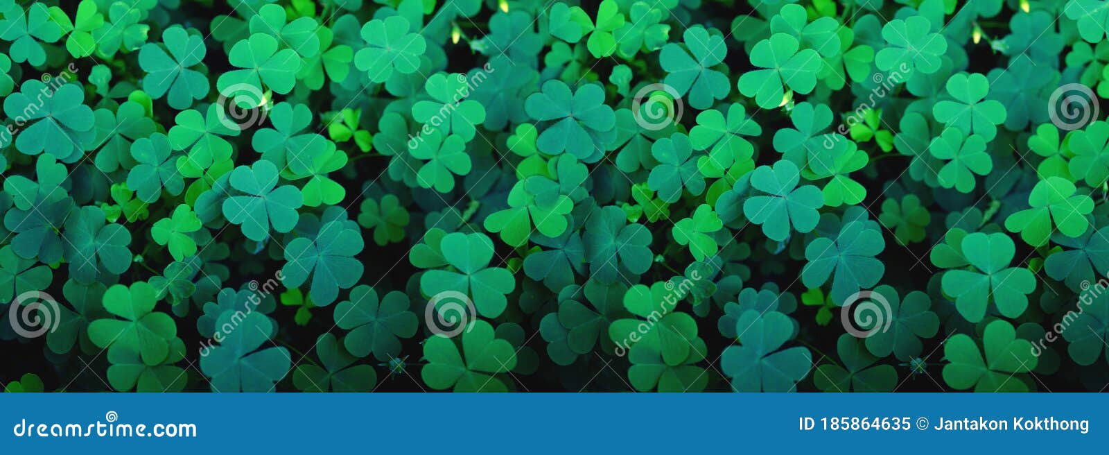 Spring Background Frame, Green Clover Leaf Isolated for Background ...
