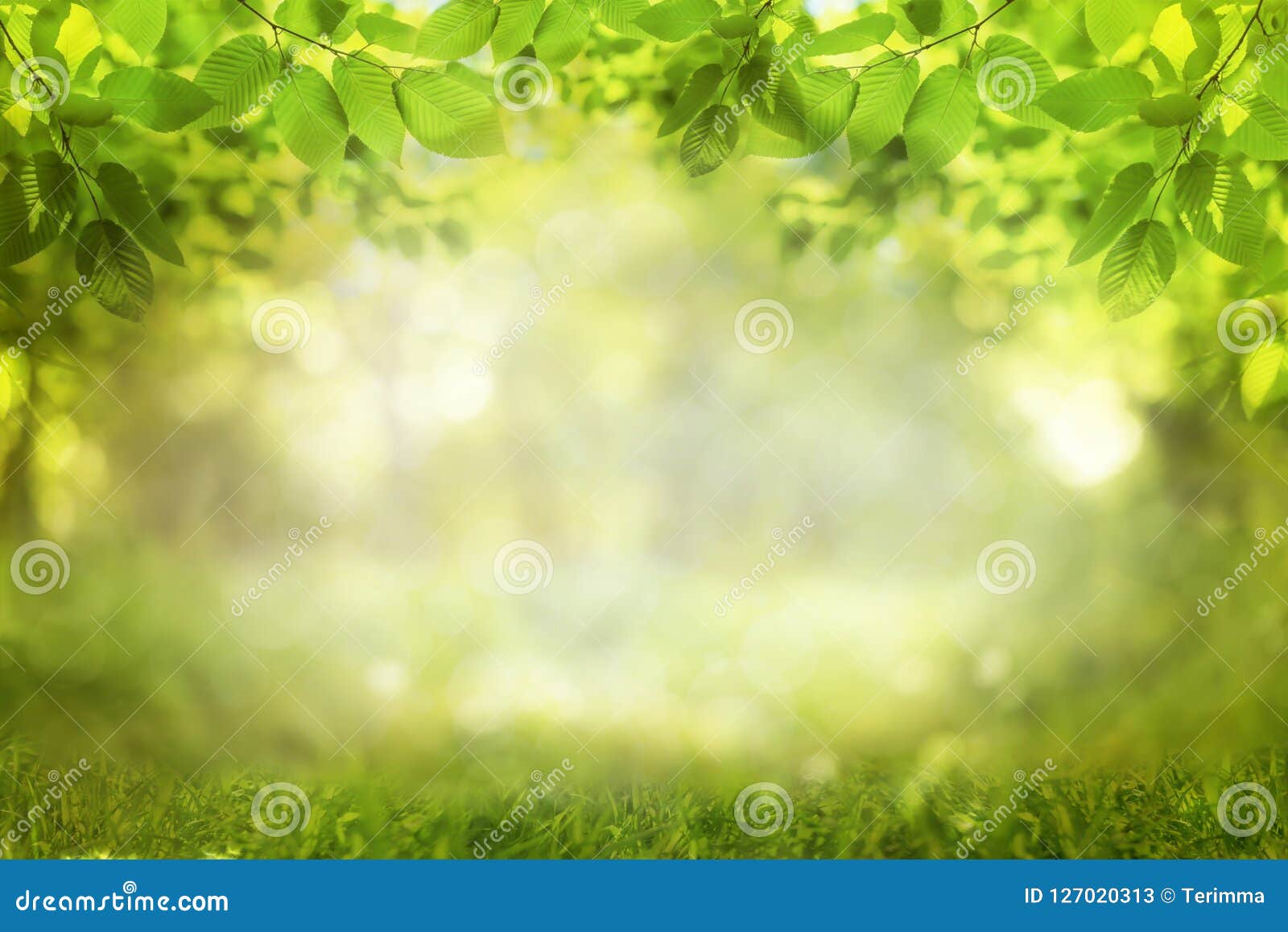 Spring Background, Frame of Tree Leaves Stock Image - Image of blur ...