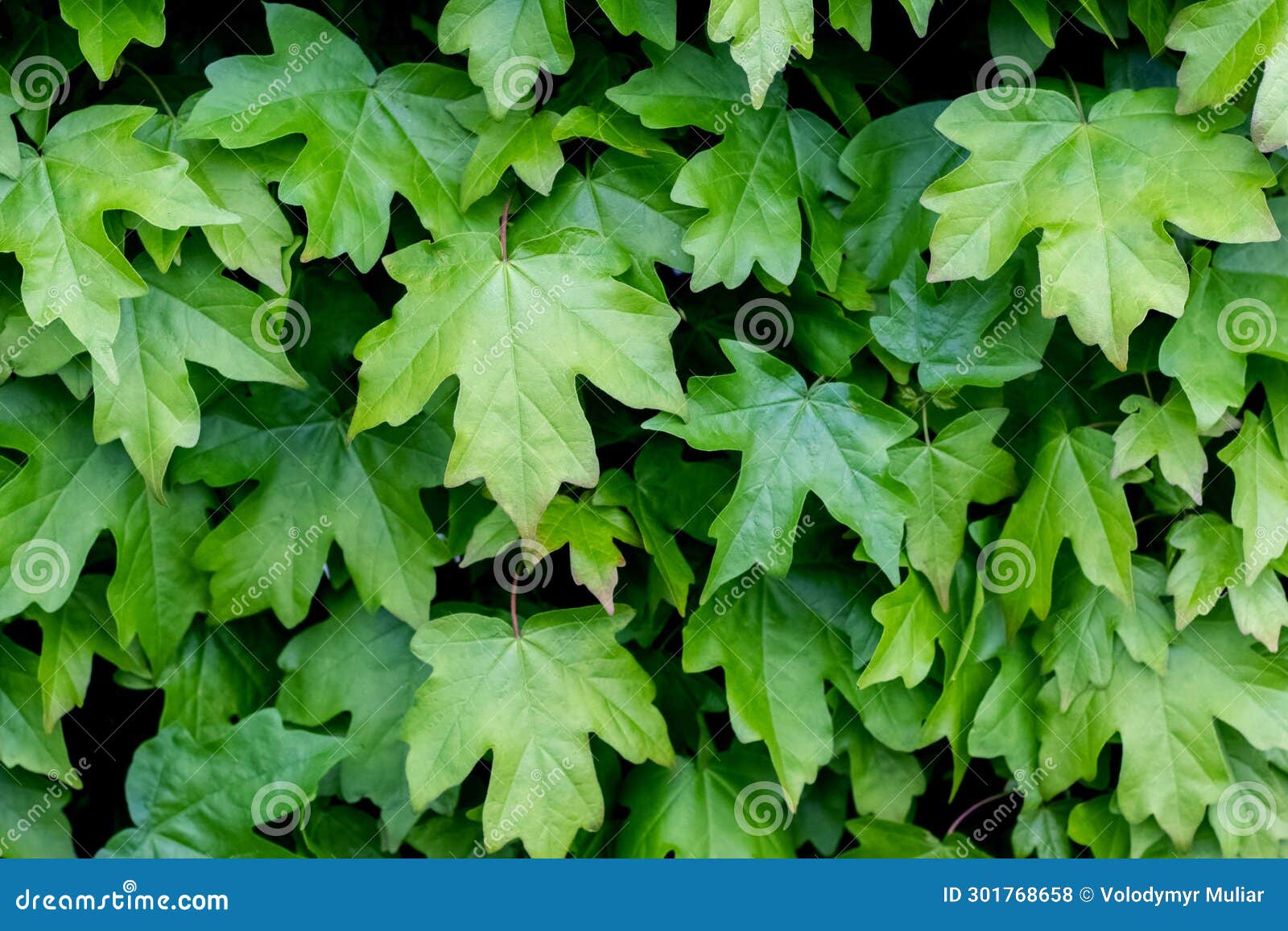 Spring Background of Fresh Green Maple Leaves, Pattern Stock Photo ...