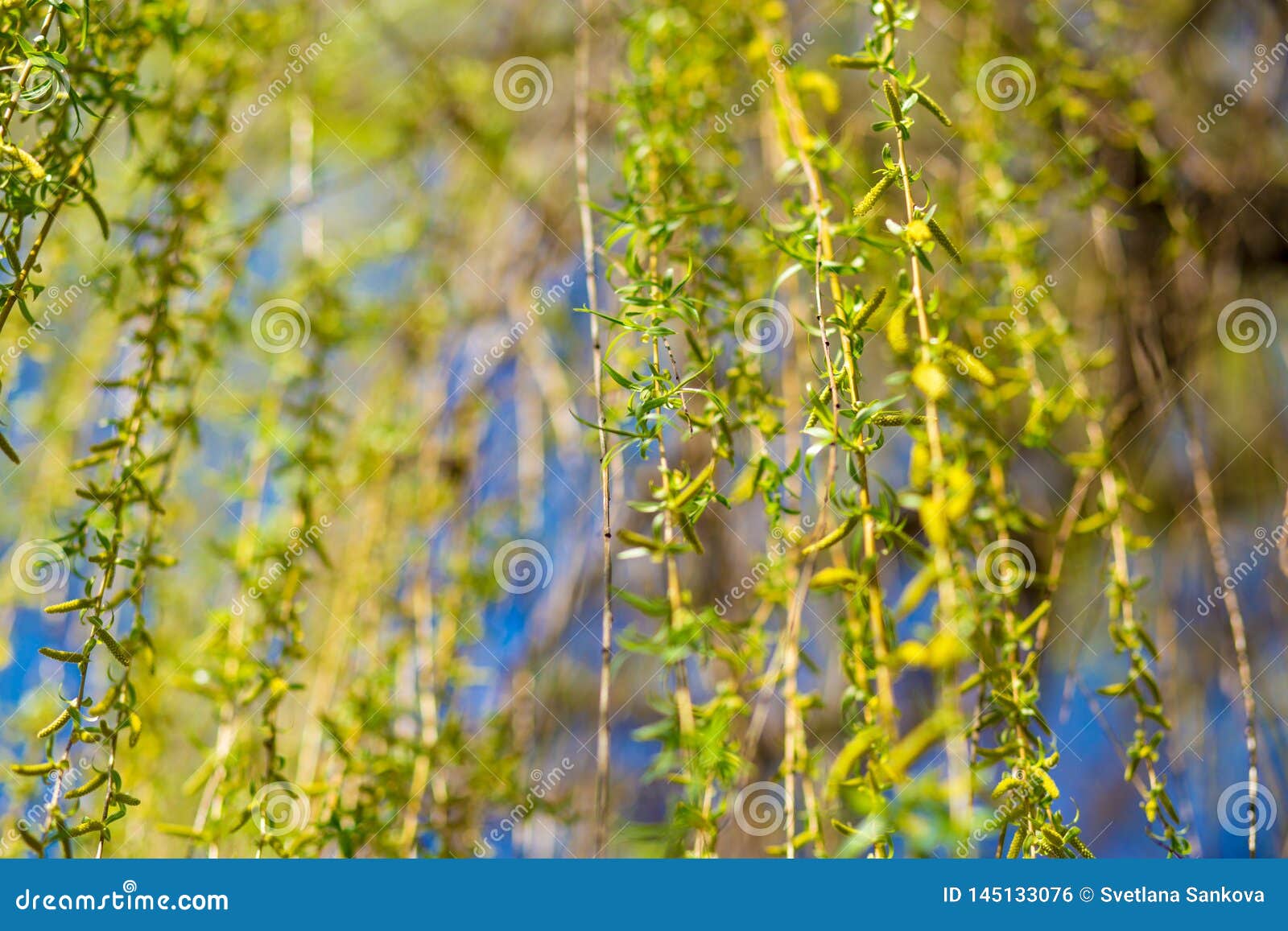 Spring Background with Fresh Willow Leaves Stock Photo - Image of ...