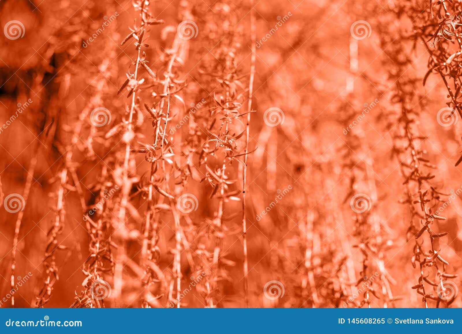 Spring Background with Bright Fresh Willow Leaves. Toned in Coral Color ...