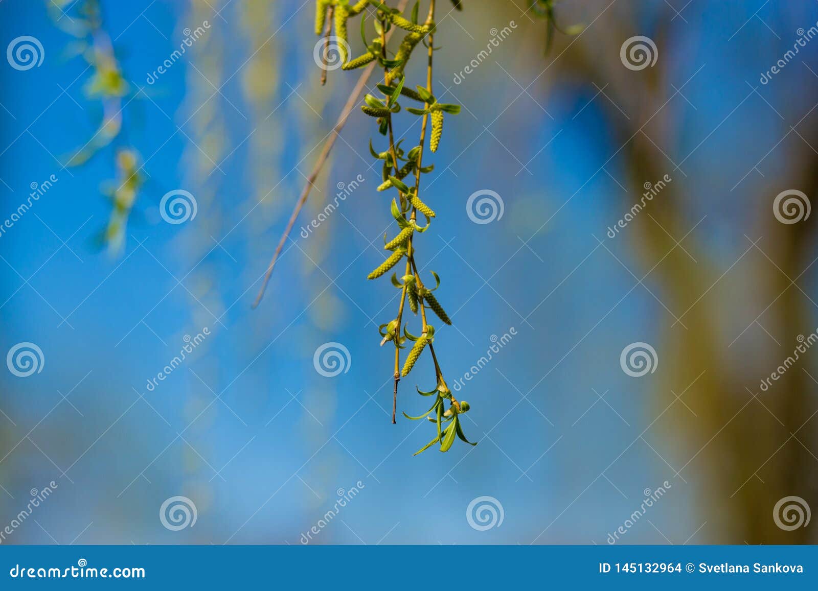 Spring Background with Fresh Willow Leaves Stock Photo - Image of close ...