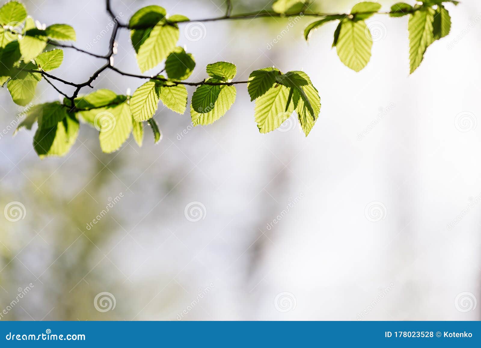 Spring Background with Green Leaves Stock Photo - Image of leaves ...