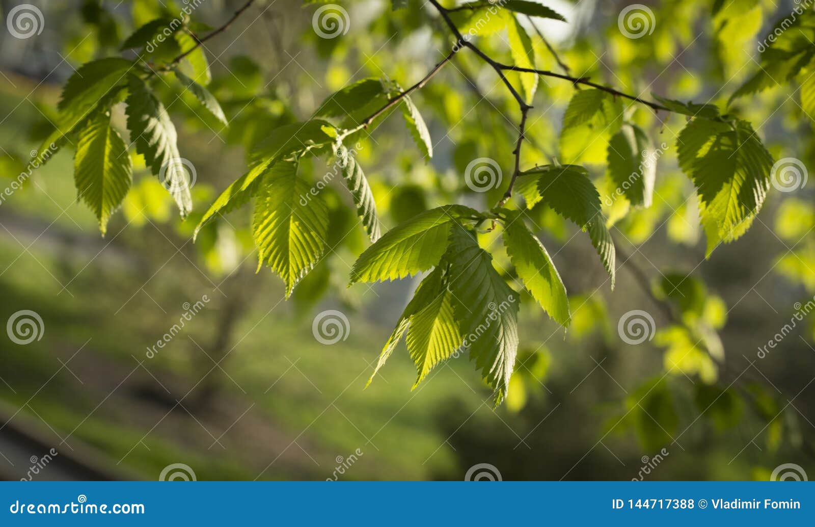 Spring Background with Green Leaves. Stock Photo - Image of spring ...