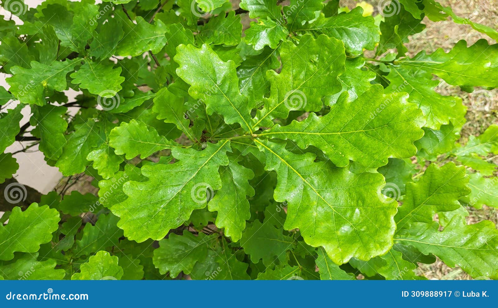 Spring Background, Green Oak Leaves in Close-up. a Beautifully Shaped ...