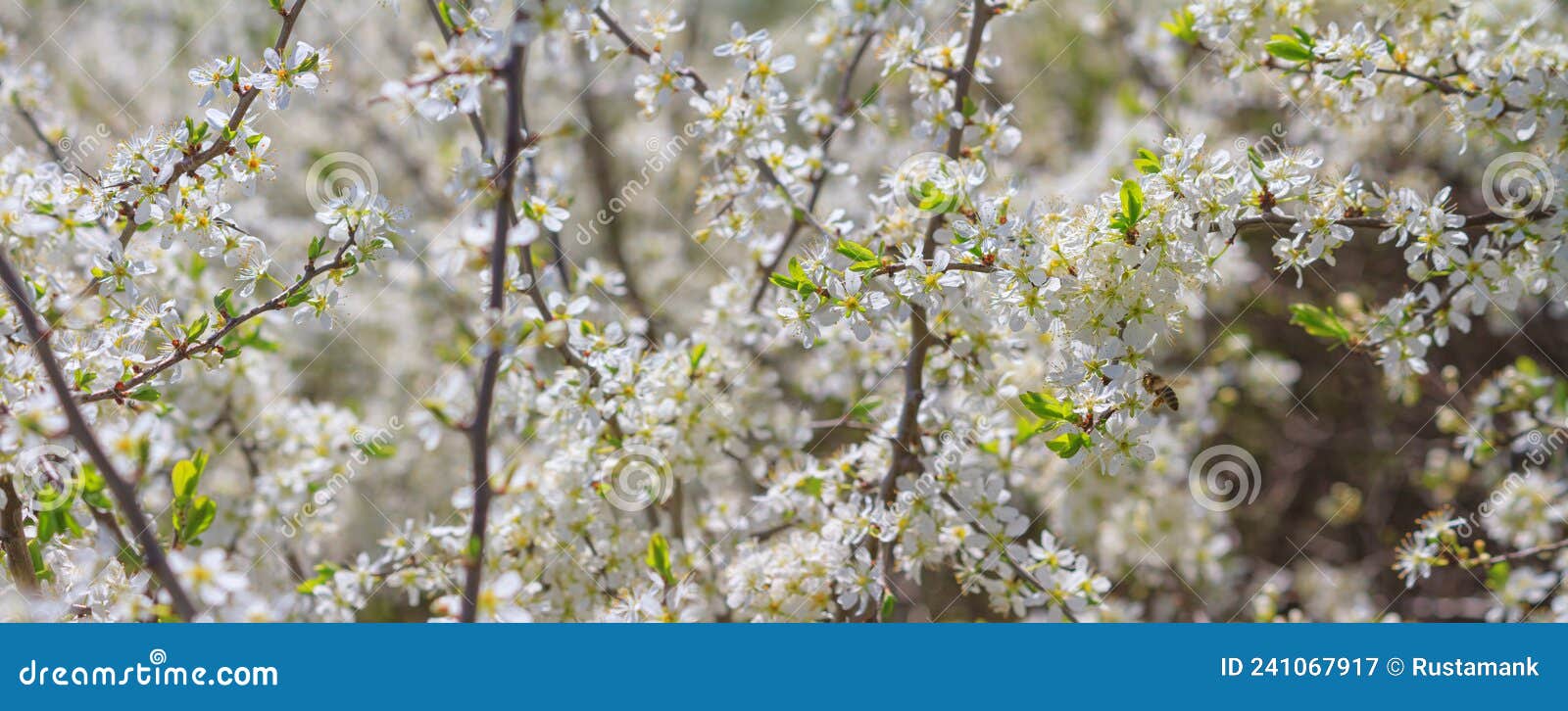 Spring Background, Horizontal Banner - Flowers of Plum Tree ...