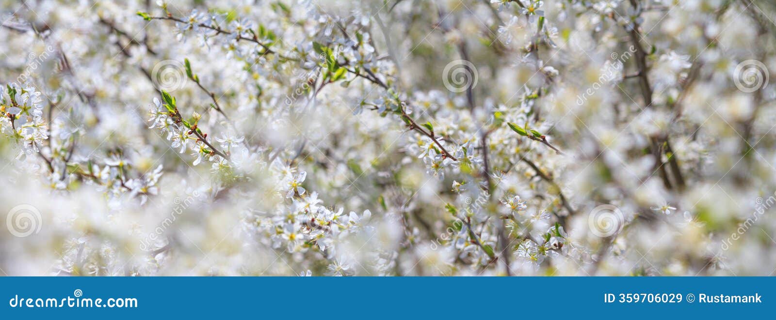 Spring Background, Horizontal Banner - Flowers of Plum Tree ...