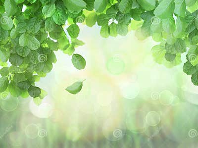 Spring Background with Leaves and Brokeh Effect Stock Photo - Image of ...