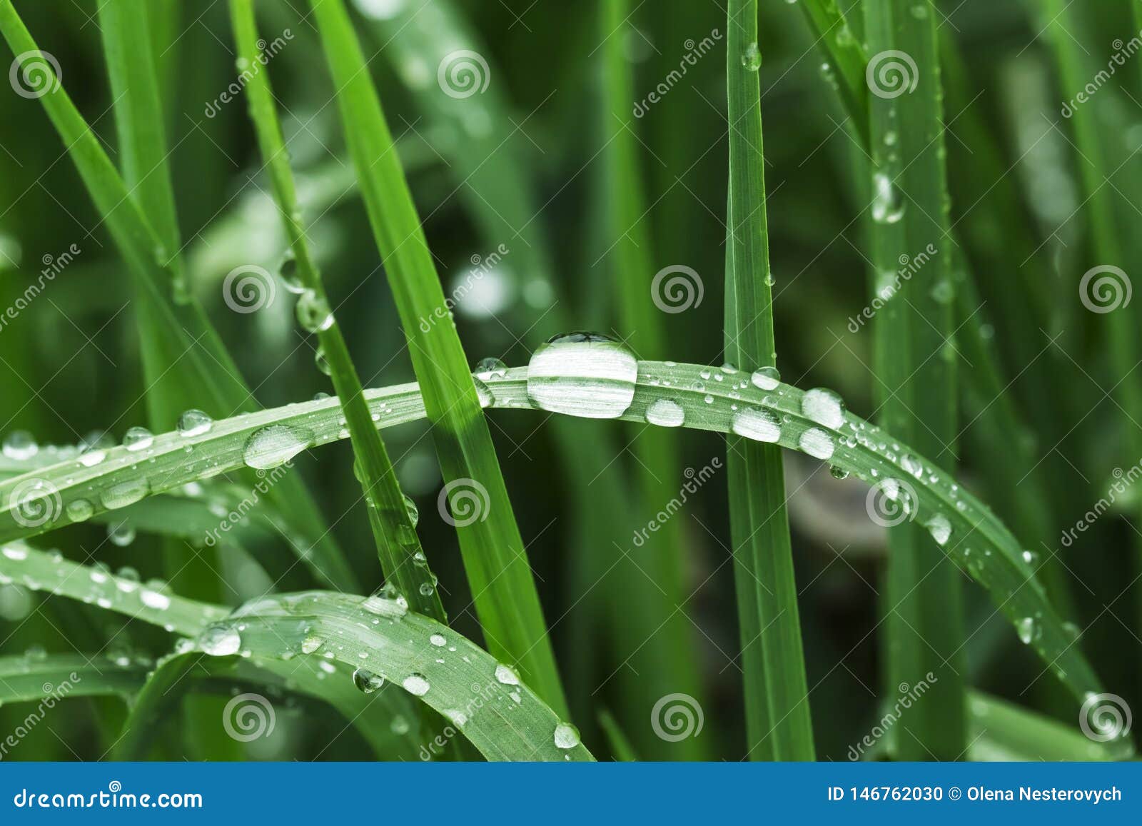 Spring Background, Leaves with Dew Drops, Close Up Stock Photo - Image ...