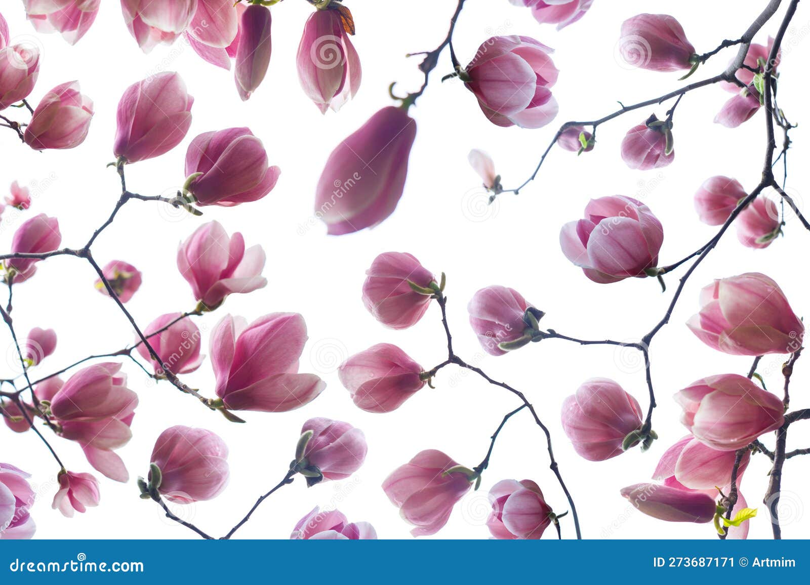 Spring Background with Magnolia Flower on White Stock Image - Image of ...