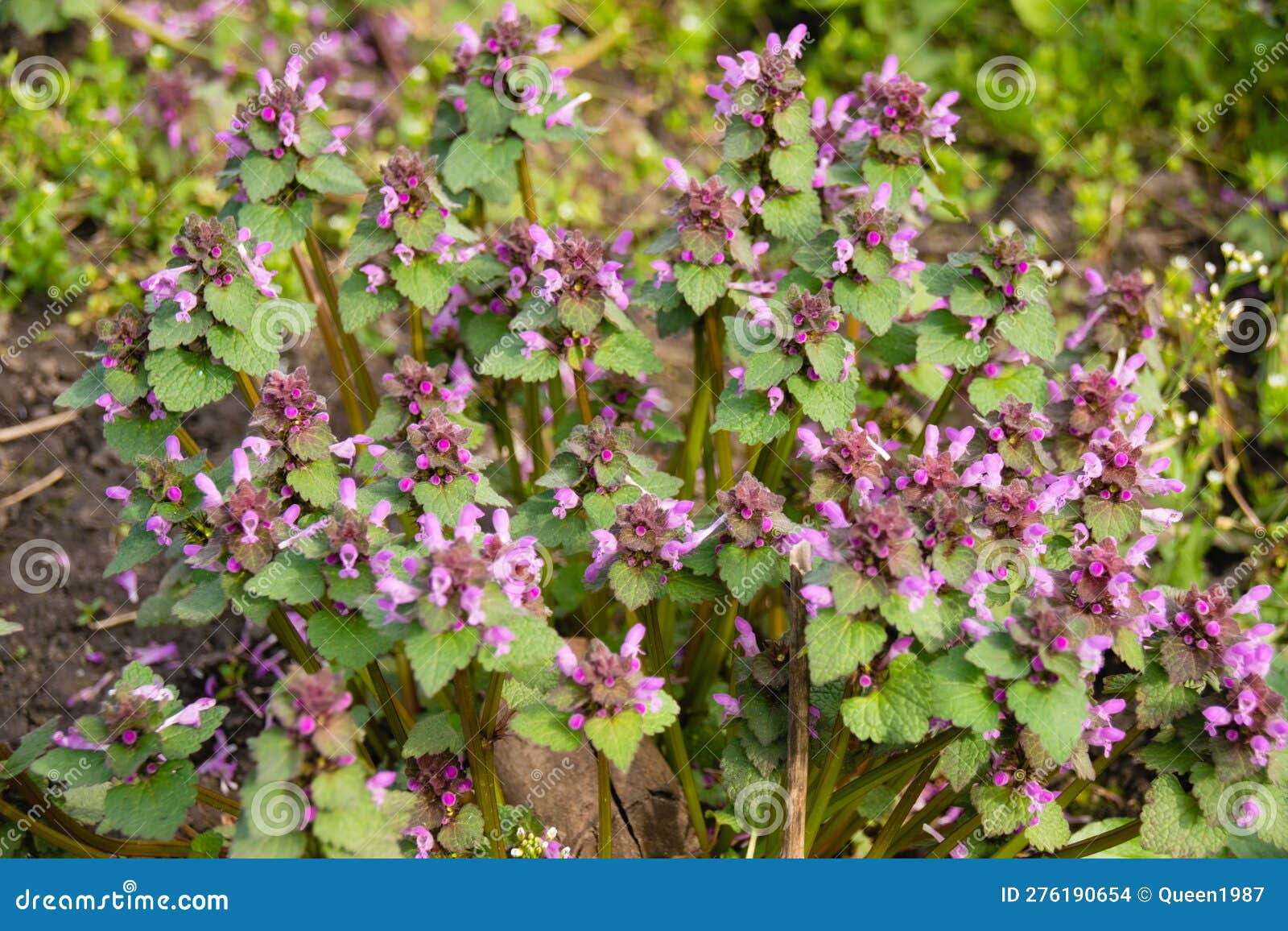 Spring Background, Many Forest Wildflowers on a Sunny Meadow Stock ...