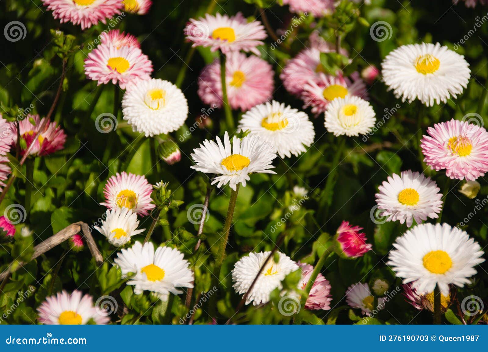 Spring Background, Many Forest Wildflowers on a Sunny Meadow Stock ...