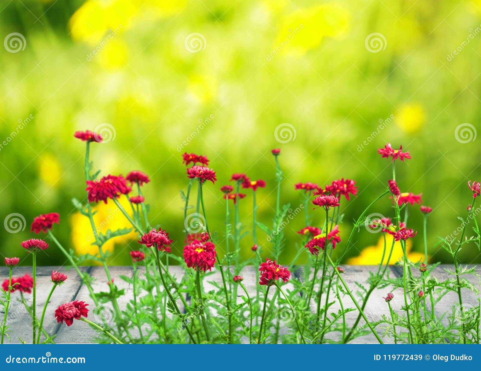 Spring stock image. Image of season, summer, camomile - 119772439