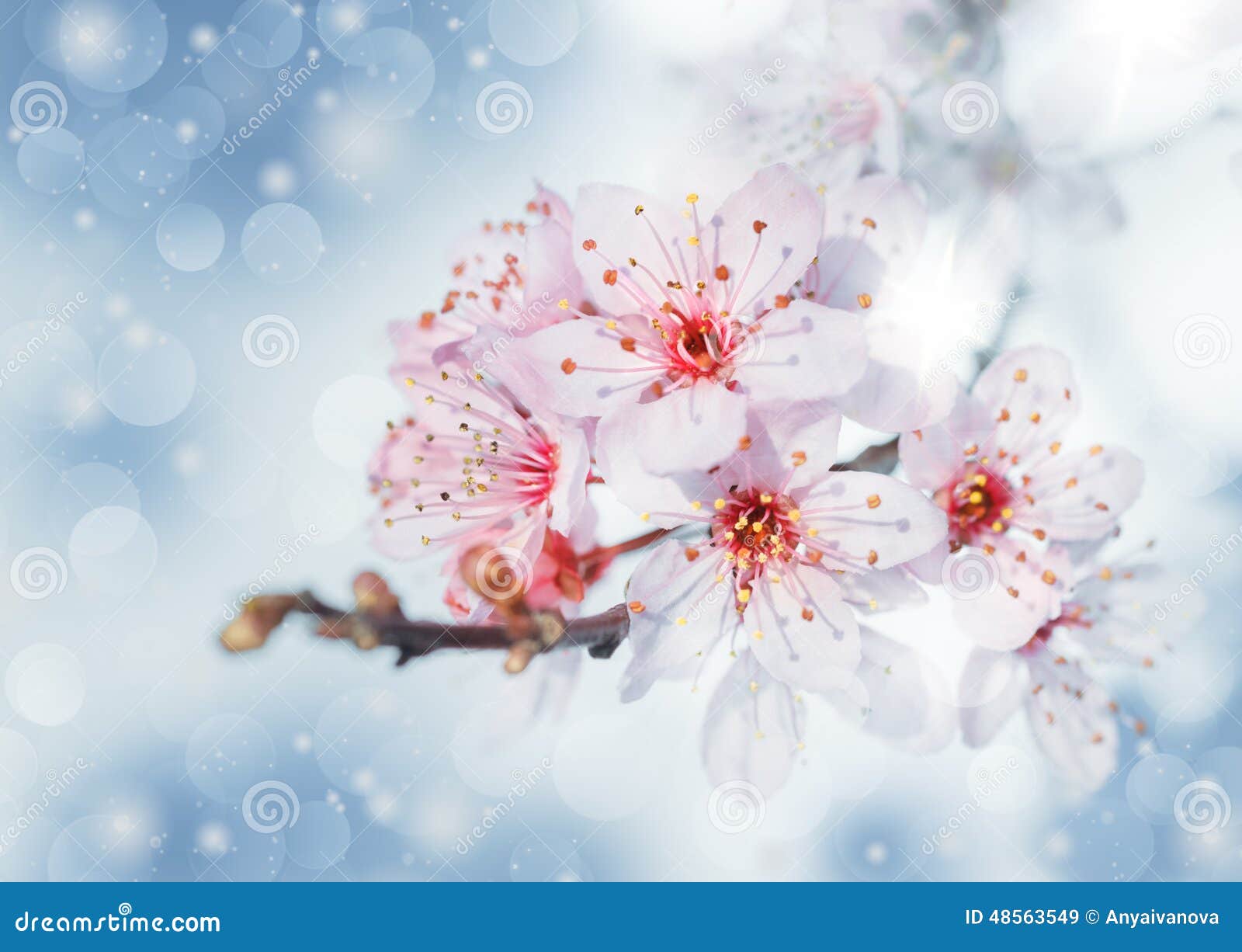 Spring Background with Plum Flowers Stock Image - Image of plum ...