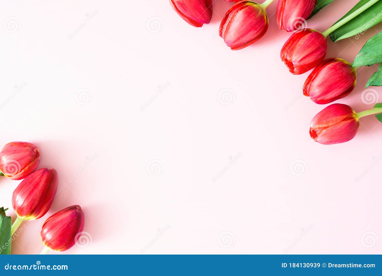 Spring Background with Red Flowers. Tulips on Light Pink Background ...