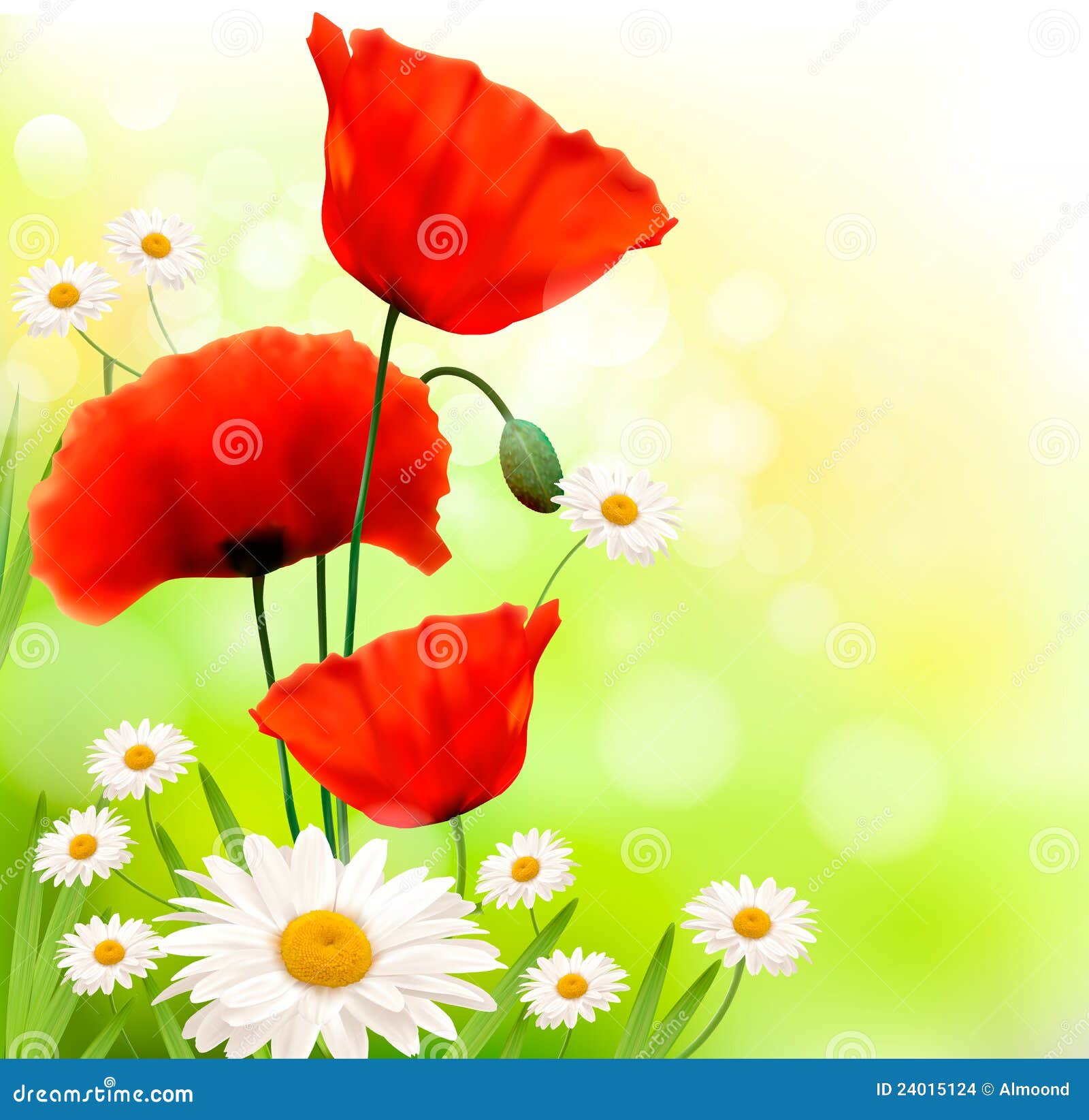 Spring Background with Red Poppy and Daisy Stock Vector - Illustration ...