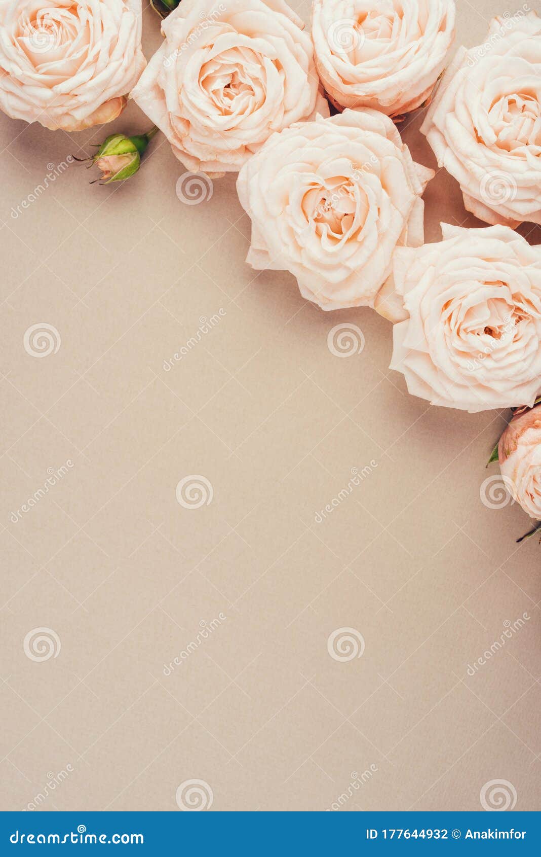 Spring Background. Rose Flowers on a Beige Background Stock Photo ...