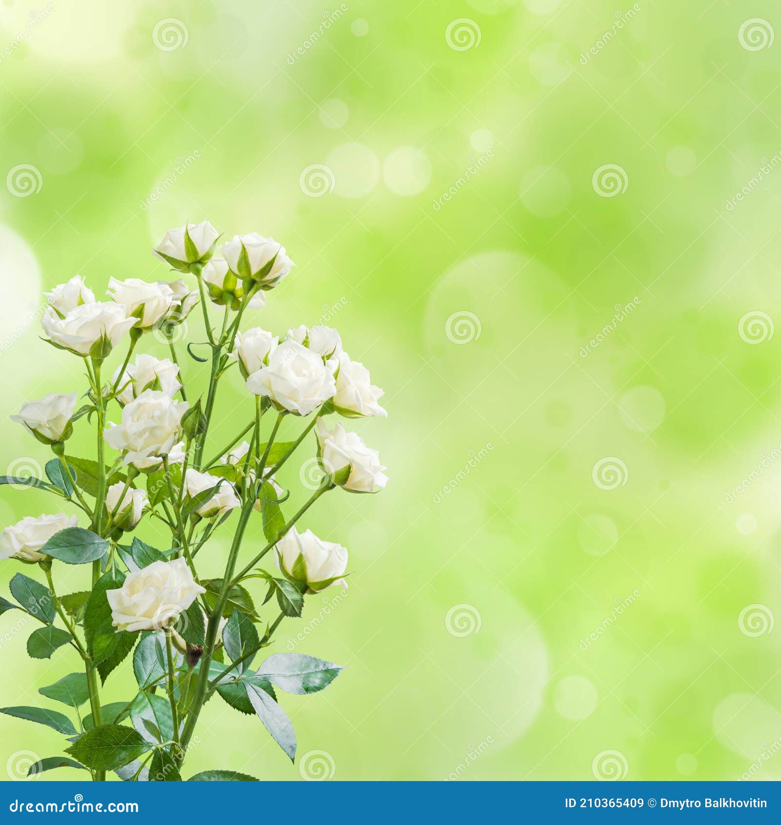 Spring Background with Rose Flowers Stock Image - Image of happy ...