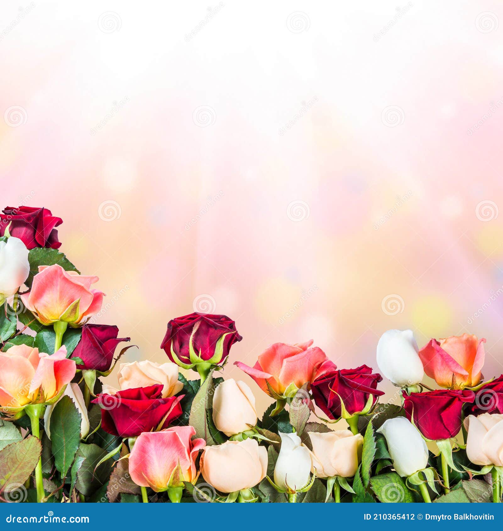 Spring Background with Rose Flowers Stock Photo - Image of beauty, love ...