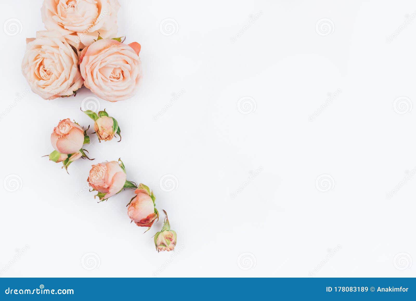 Spring Background. Rose Flowers on a White Background Stock Image ...