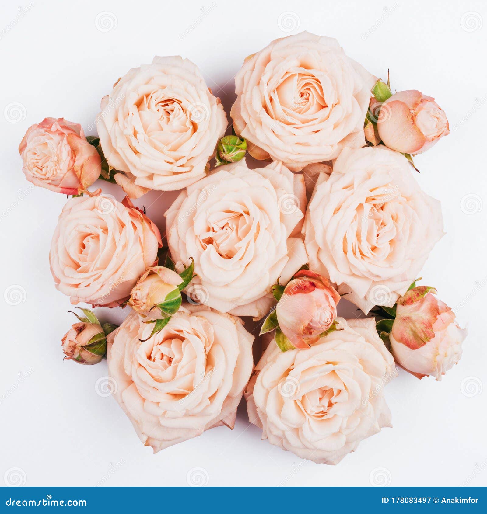 Spring Background. Rose Flowers on a White Background Stock Image ...
