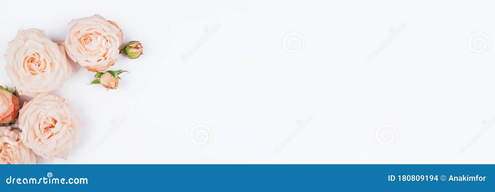 Spring Background. Rose Flowers on a White Background Stock Photo ...