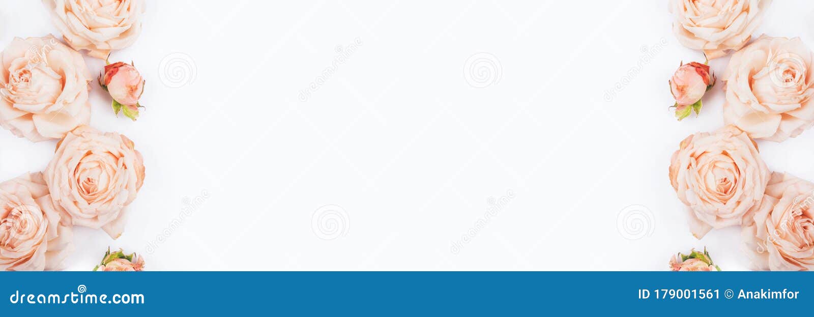 Spring Background. Rose Flowers on a White Background Stock Image ...