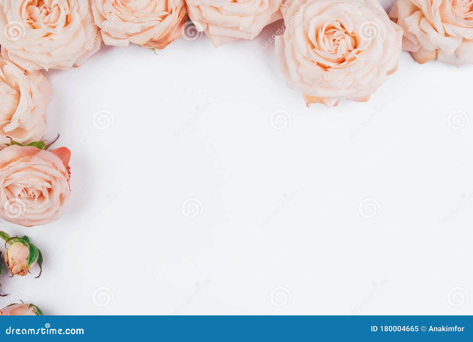 Spring Background. Rose Flowers on a White Background Stock Image ...
