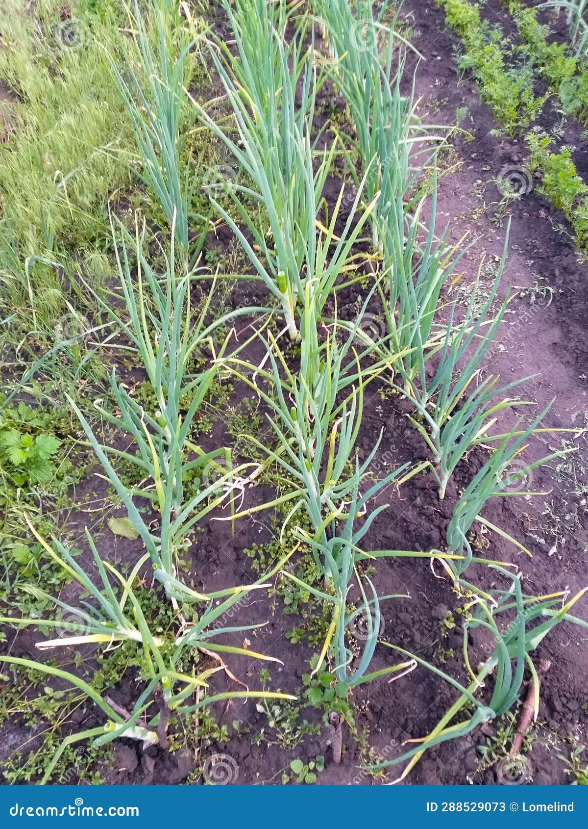 Spring Background: Vegetable Garden Beds with Green Onions Stock Image ...