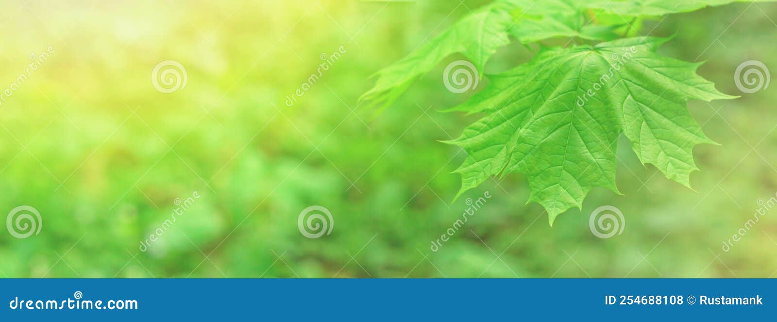 Spring Background - View of the Maple Leaves on the Branches in the ...