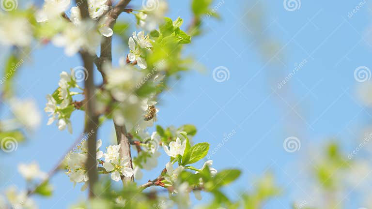 Spring Background with White Cherry Blossom. White Bloom of a Cherry ...