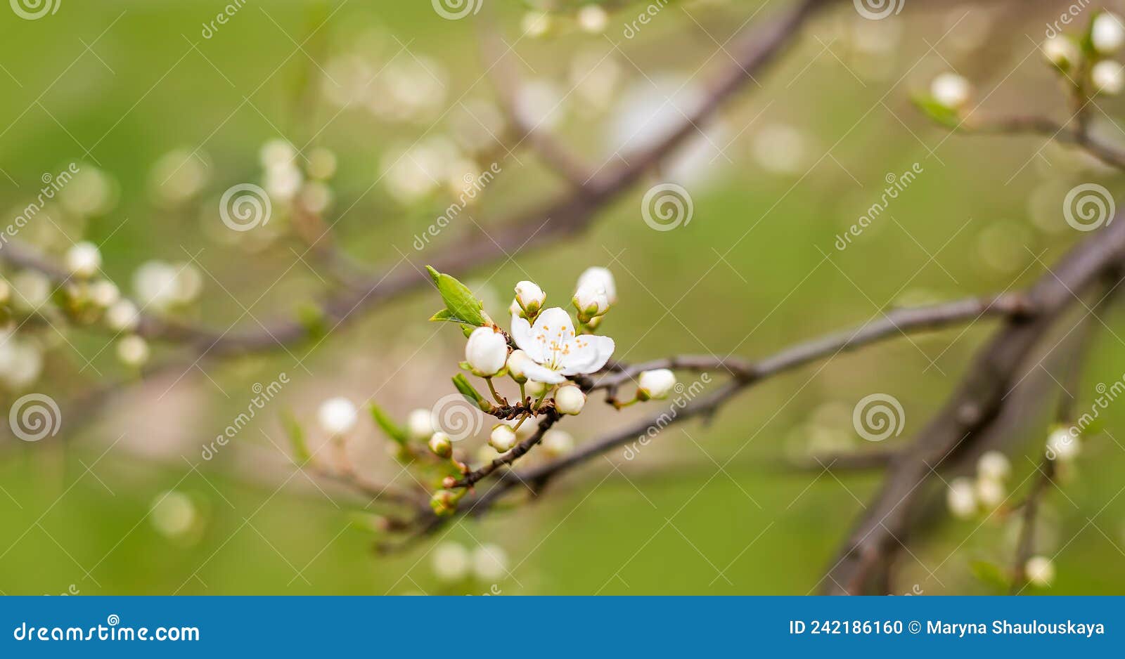 Spring Background with White Flowers. a Blooming Garden Stock Photo ...