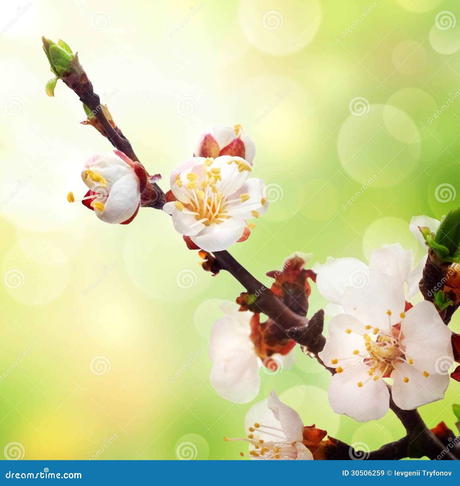 Spring background stock image. Image of growth, blossoms - 30506259