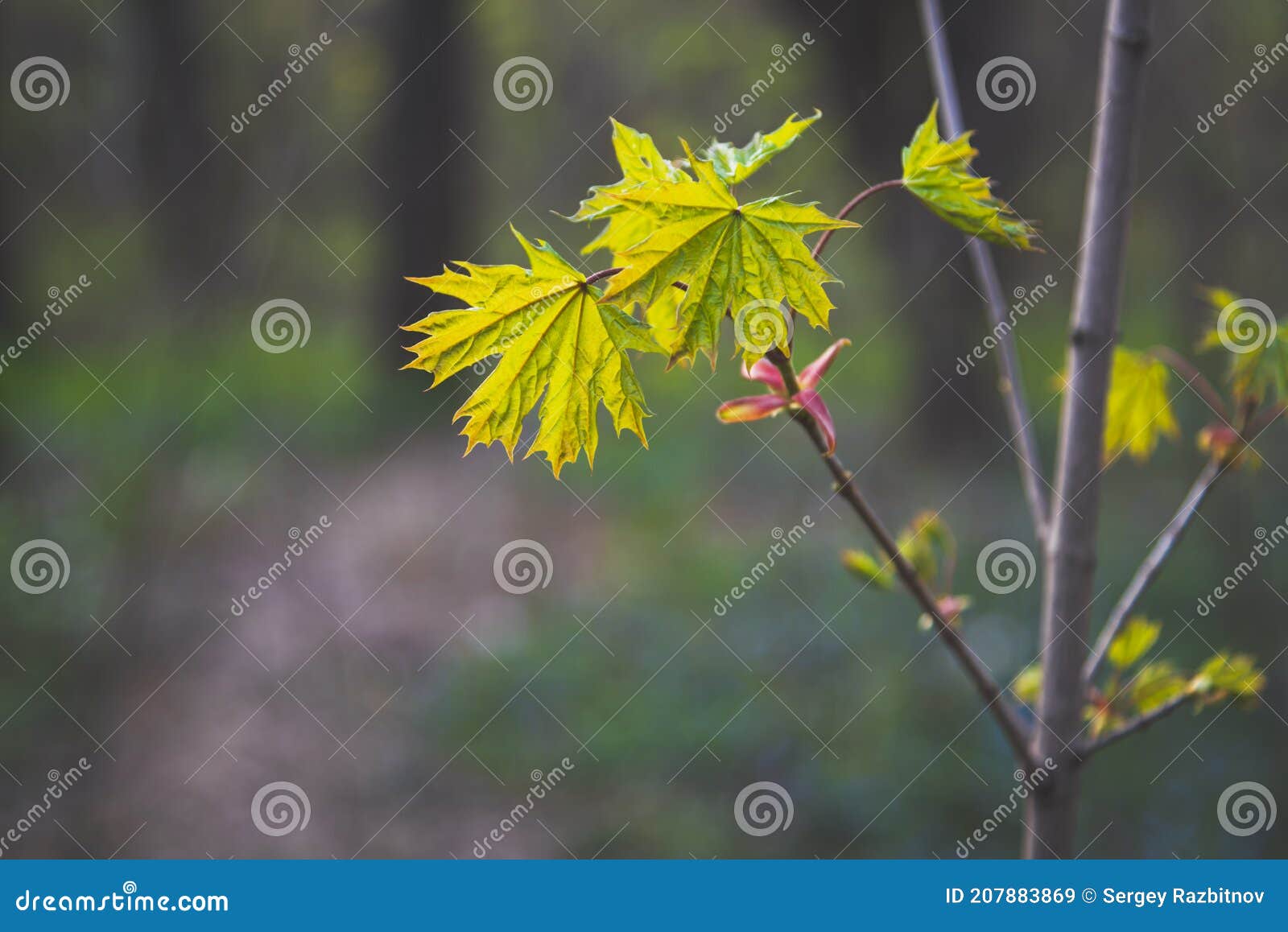 Spring Background with Young Green Maple Leaves on Tree Stock Image ...