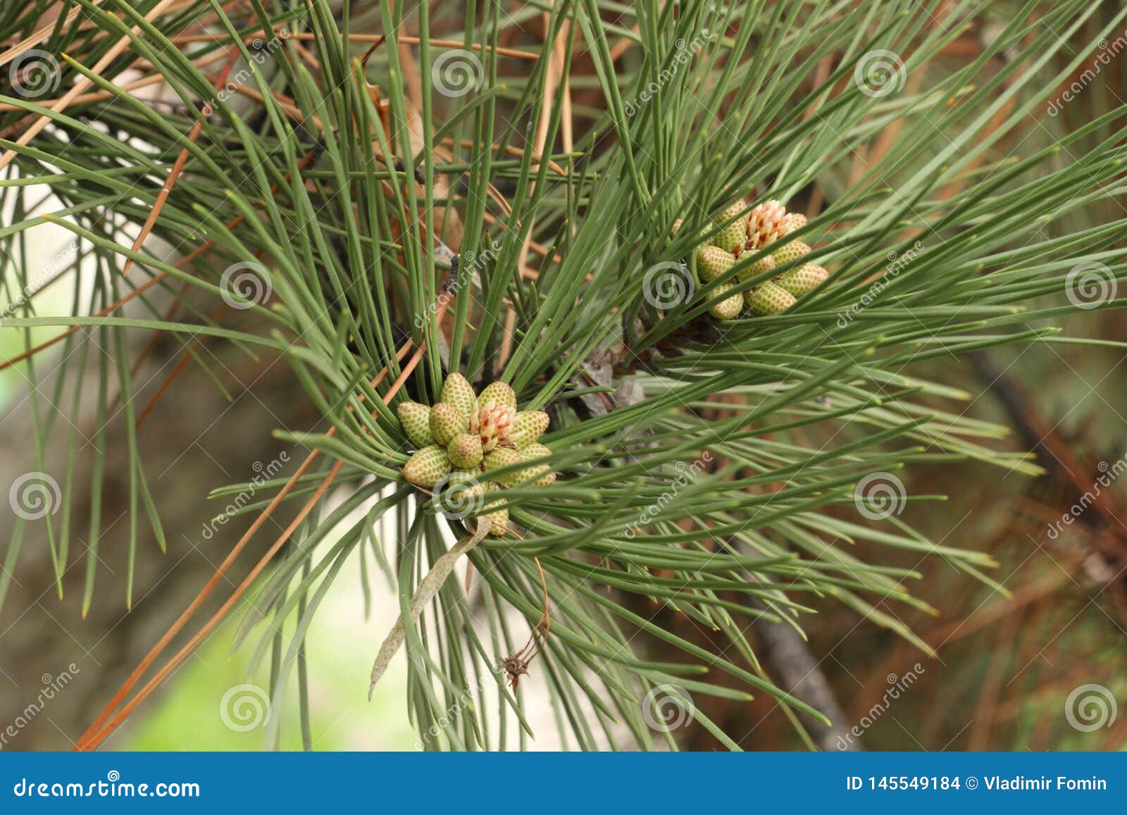 Spring Background with Young Green Needles. Stock Photo - Image of park ...