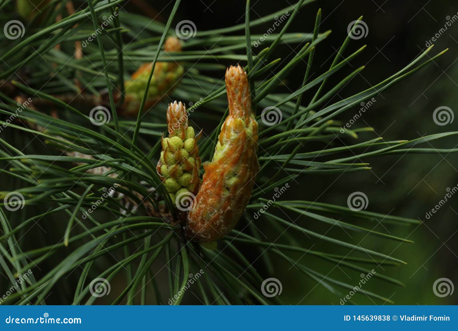 Spring Background with Young Green Needles. Stock Photo - Image of ...