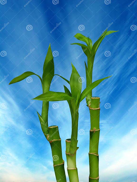 Spring. Bamboo stock image. Image of close, flora, background - 445083