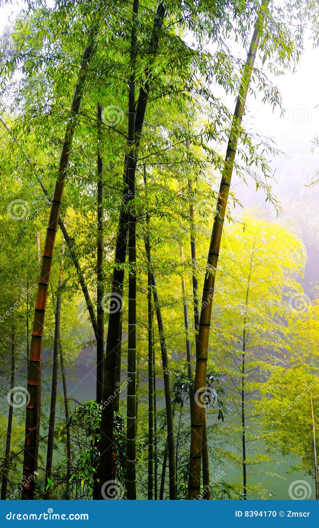 Spring bamboo stock photo. Image of plant, scenery, sichuan - 8394170