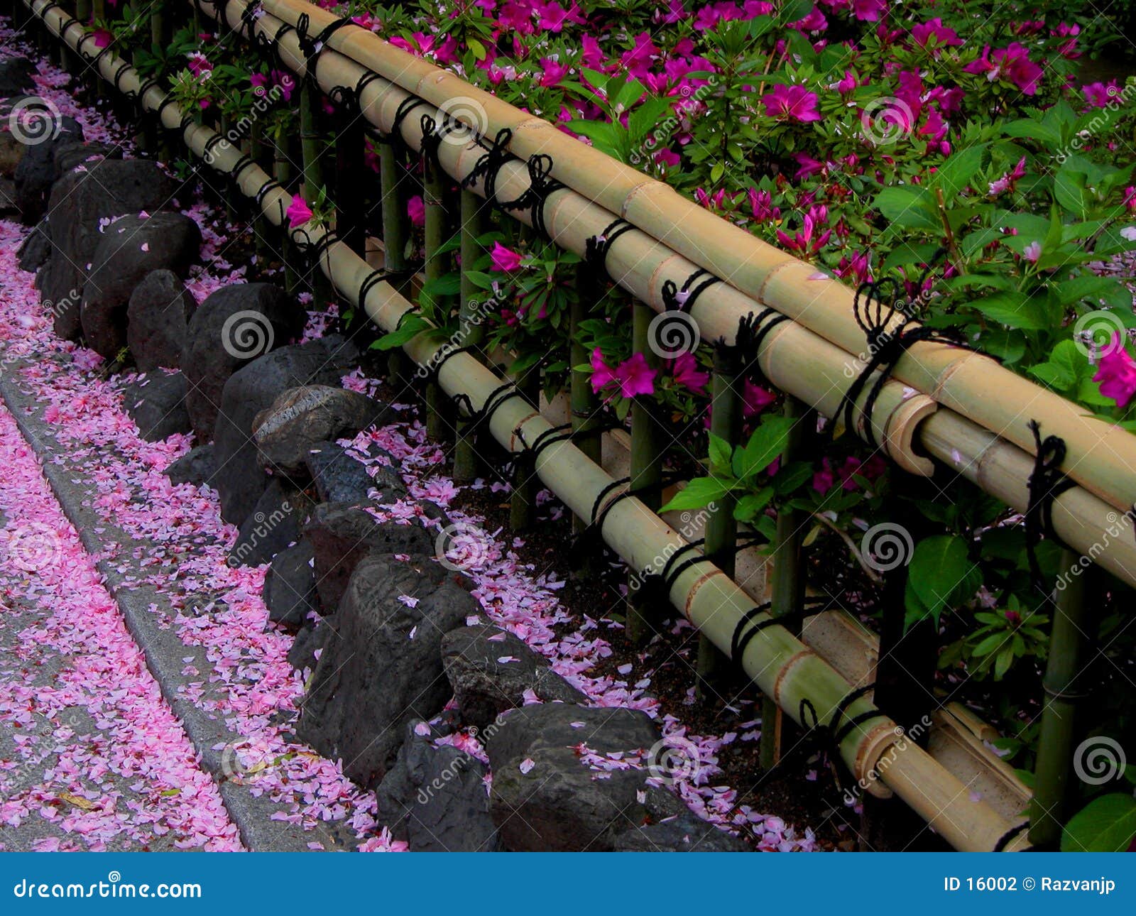 Spring bamboo fence stock photo. Image of travel, garden - 16002