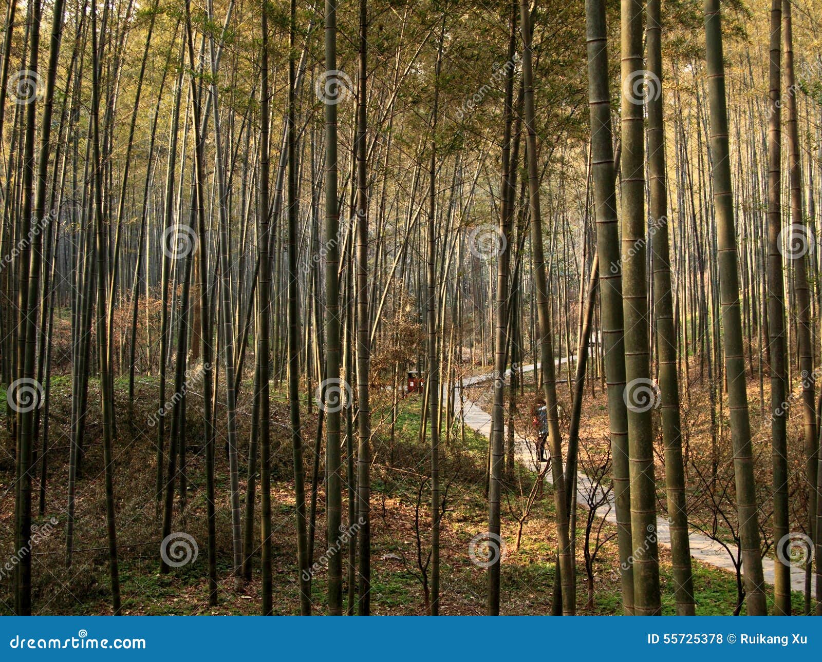 Spring bamboo stock photo. Image of alms, dawn, butterflies - 55725378
