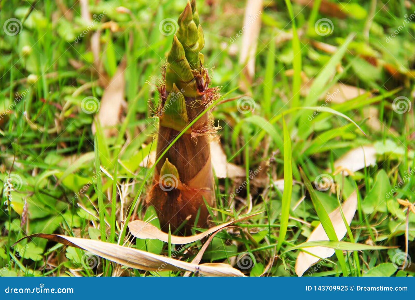 Green Spring Bamboo Shoots and Grass Stock Image - Image of sign ...