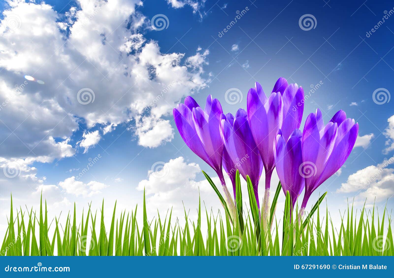 Spring Banner with Crocus Flowers Stock Photo - Image of closeup ...